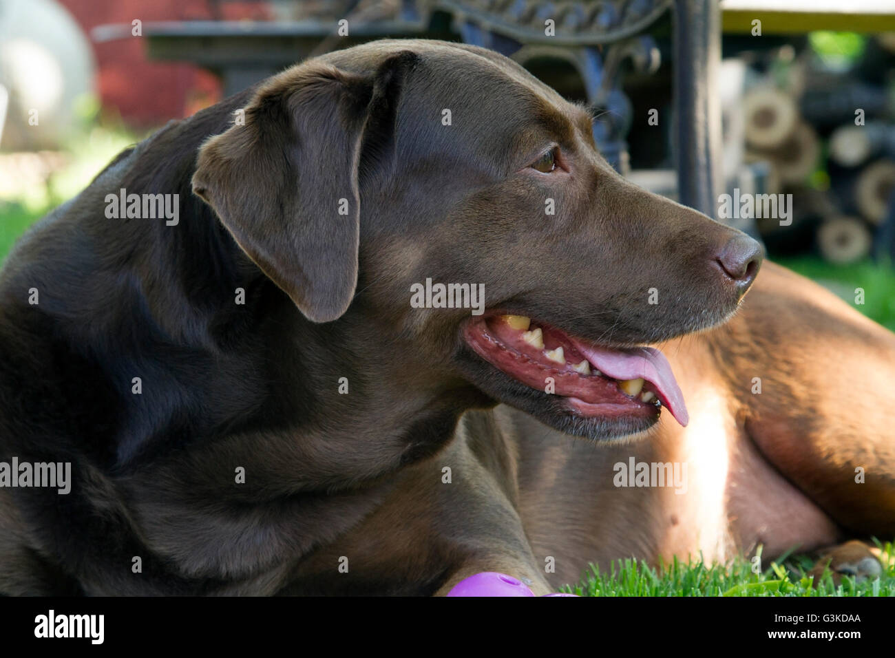 A Chocolate Labrador Laying in the grass Stock Photo - Alamy