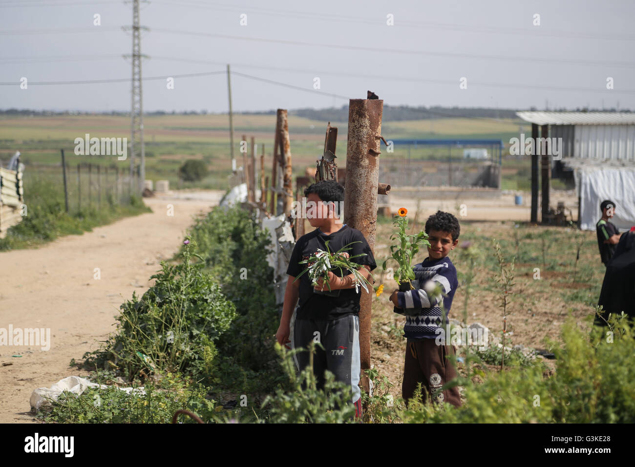 Gaza, Gaza. 24th Mar, 2016. Palestinian children are planting roses and ...