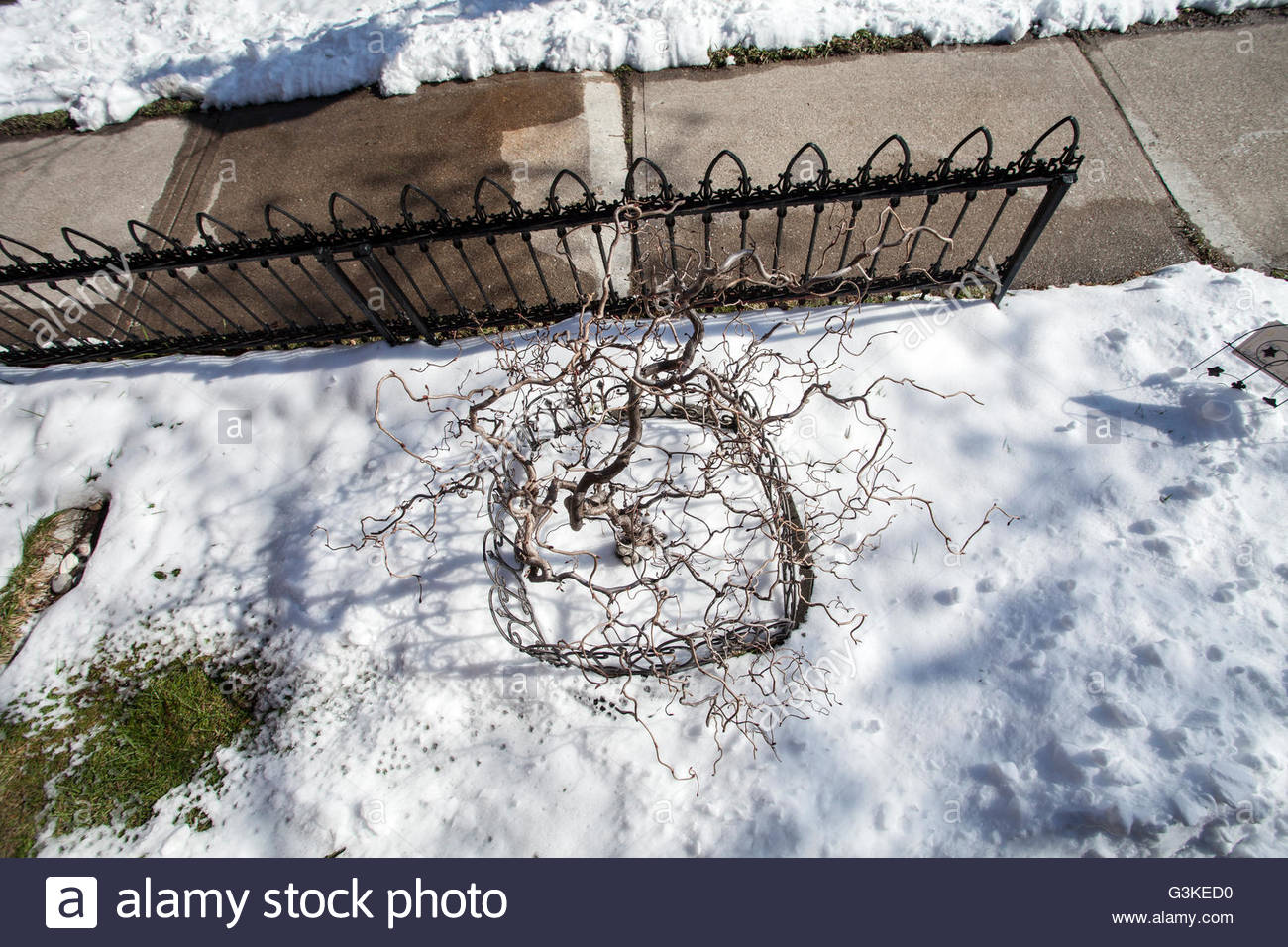 Curly Hazel Branch High Resolution Stock Photography and Images - Alamy