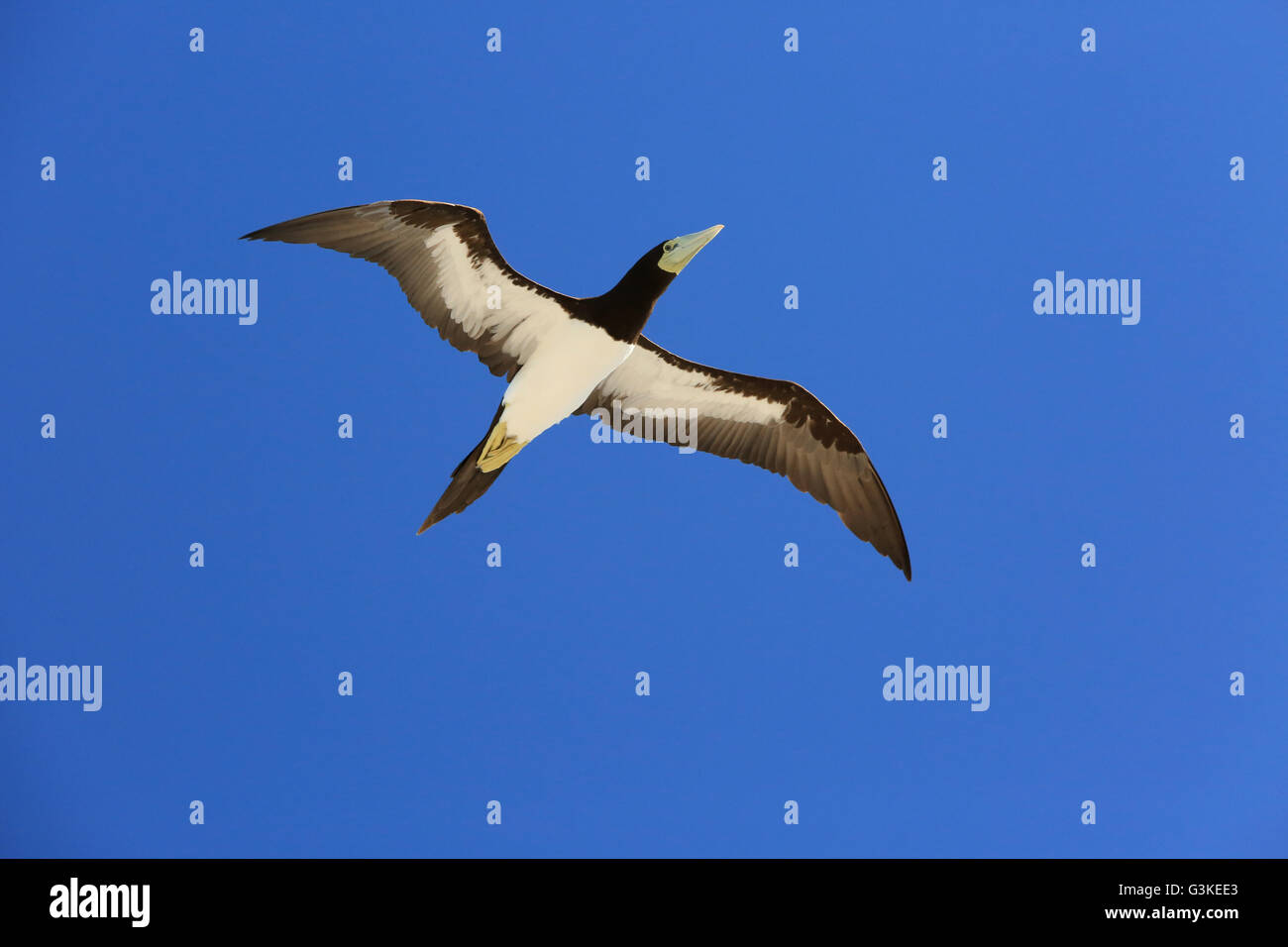 Flying Brown Booby bird Stock Photo - Alamy