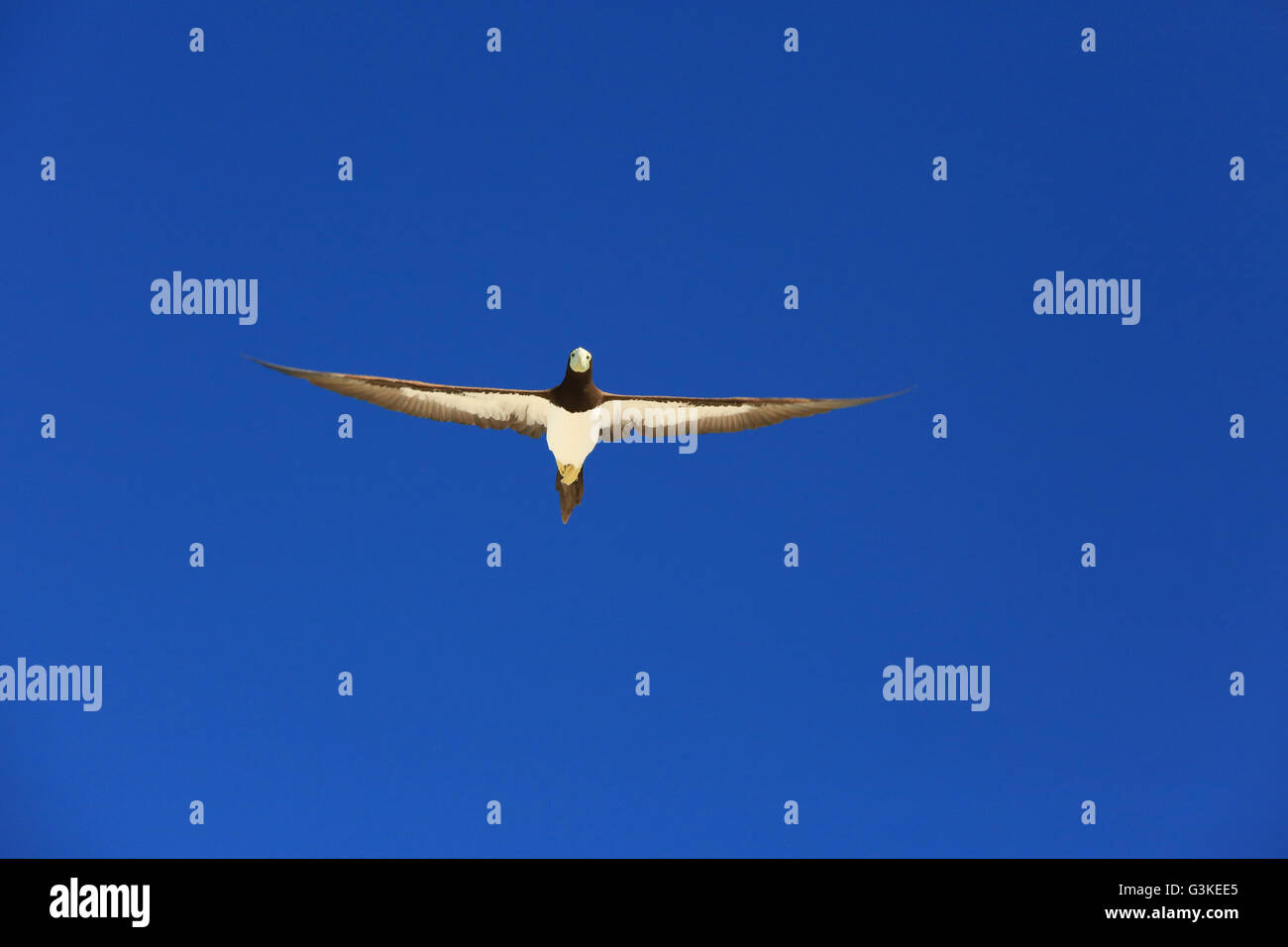 Flying Brown Booby bird Stock Photo - Alamy