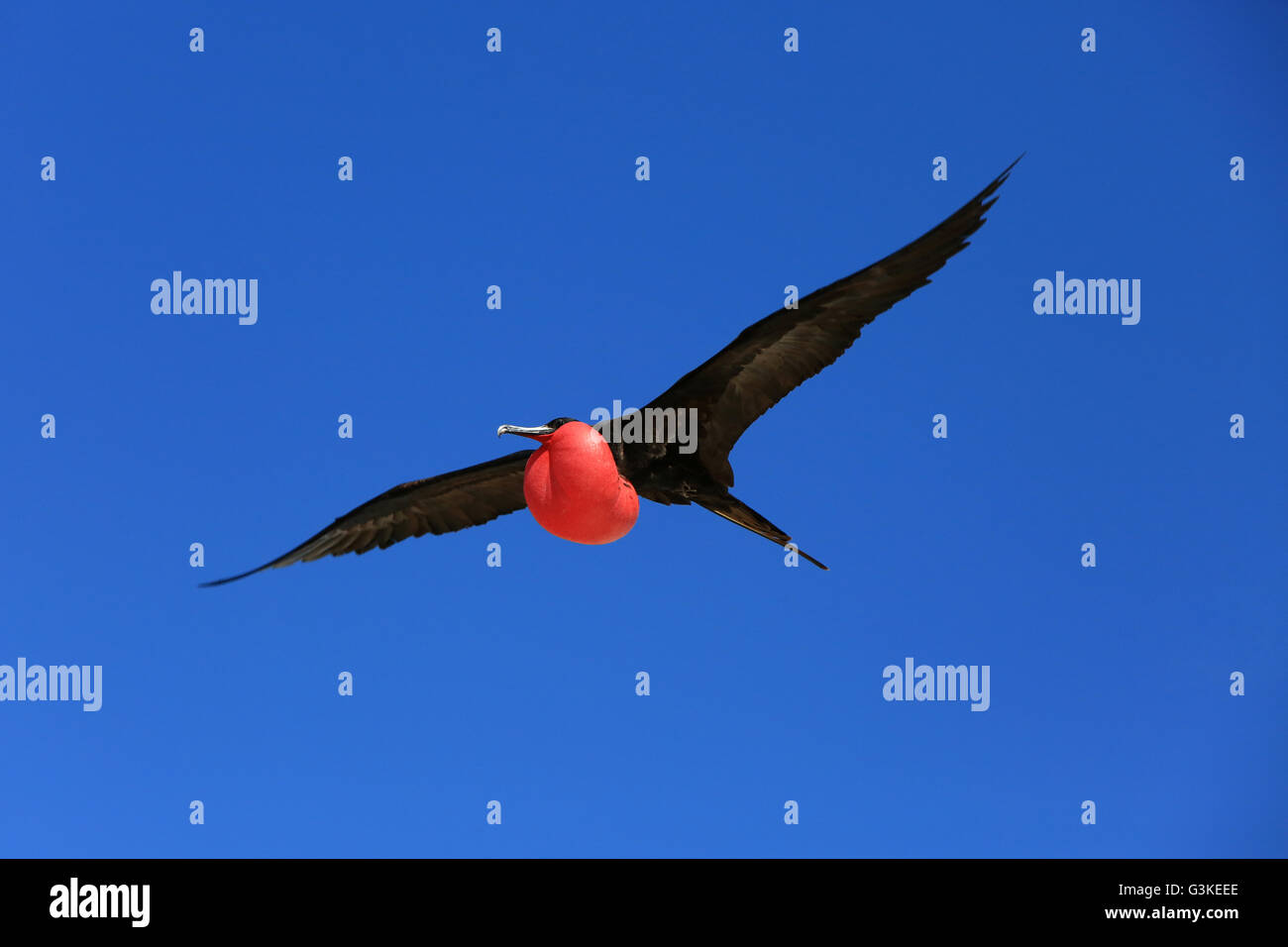 Frigate bird hi-res stock photography and images - Alamy