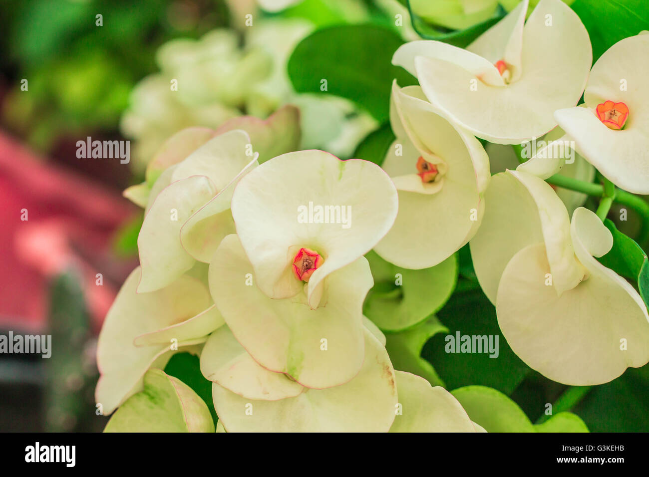 Poi Sian white in the garden Stock Photo - Alamy