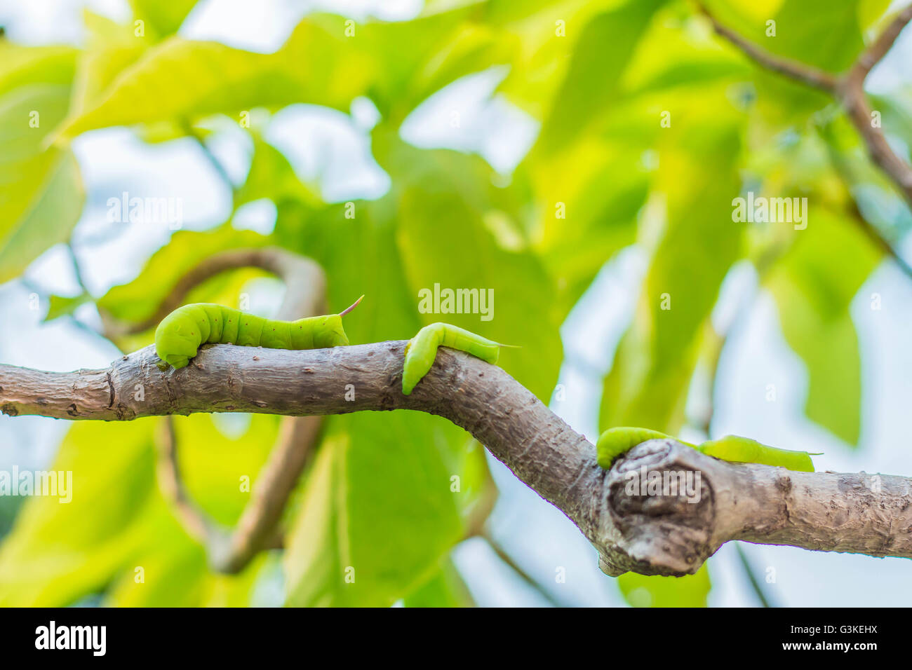 Mopani worm hi-res stock photography and images - Alamy