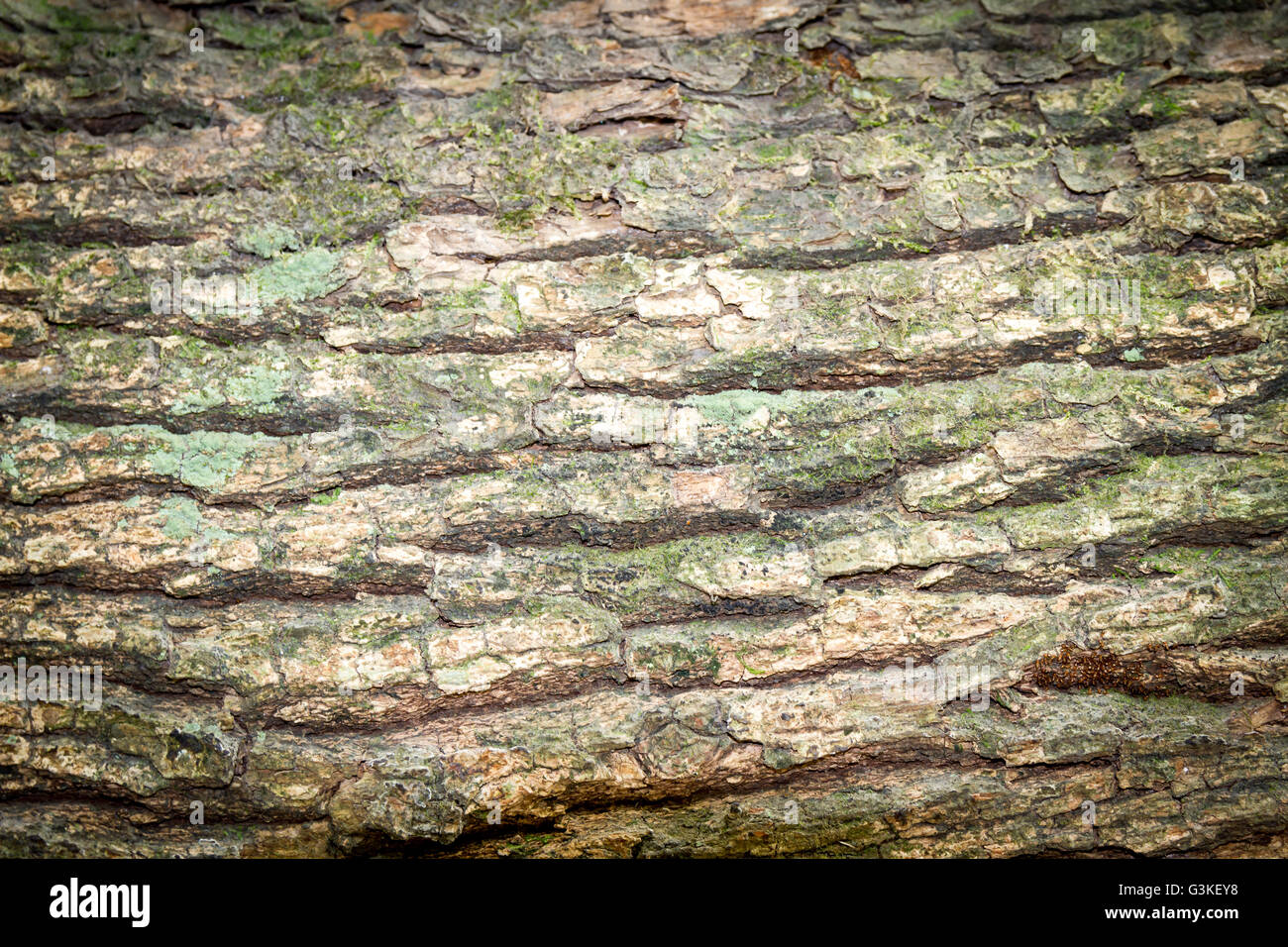 unique high resolution Himalayan Tree bark background texture or ...