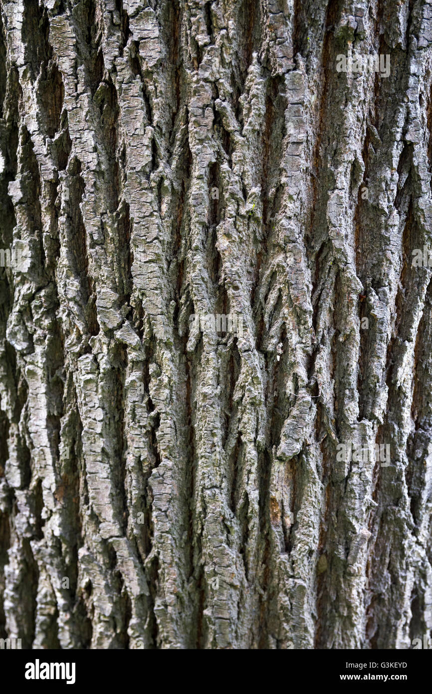 unique high resolution Himalayan Tree bark background texture or ...