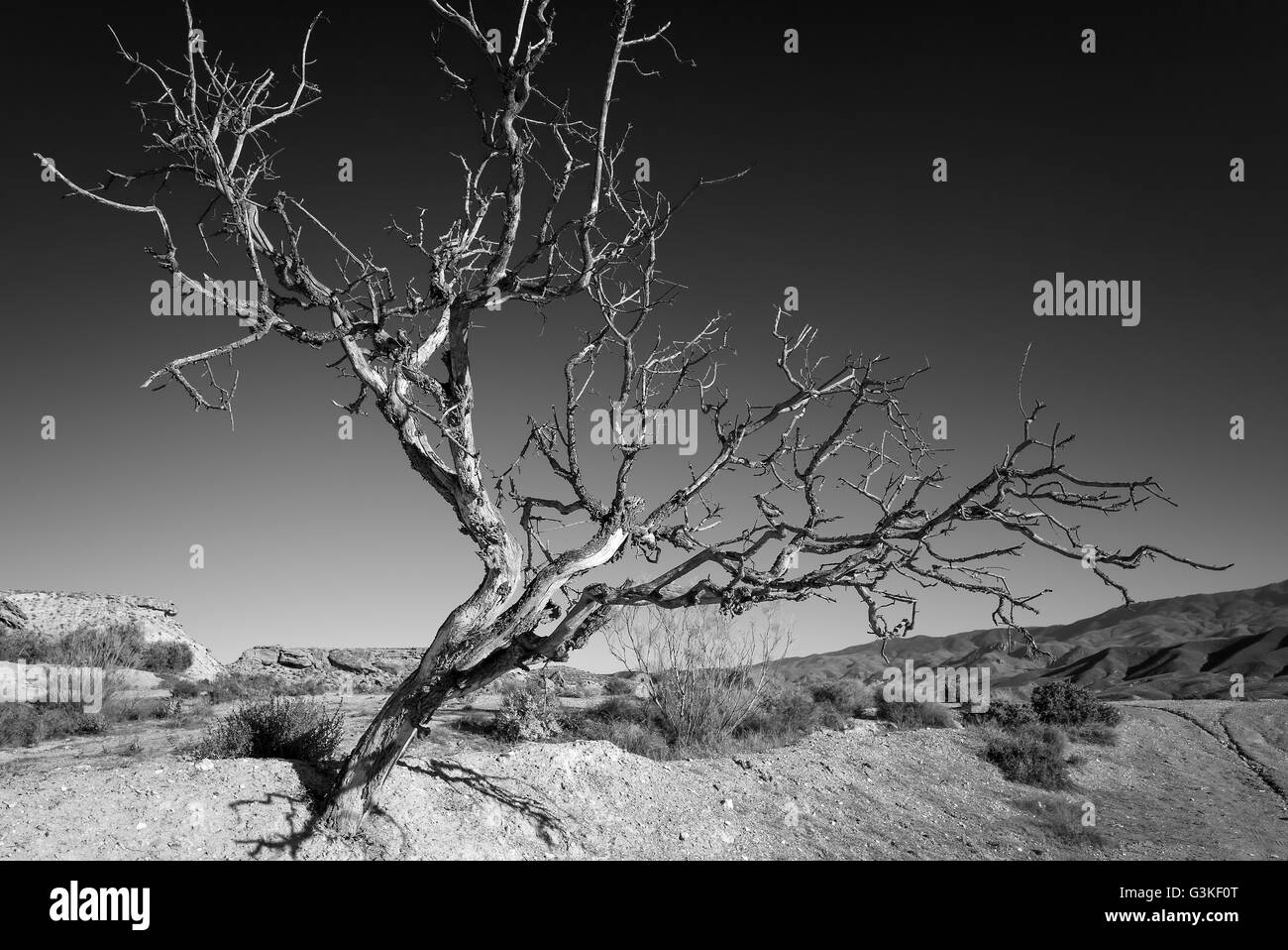 Desert tree Black and White Stock Photos & Images - Alamy