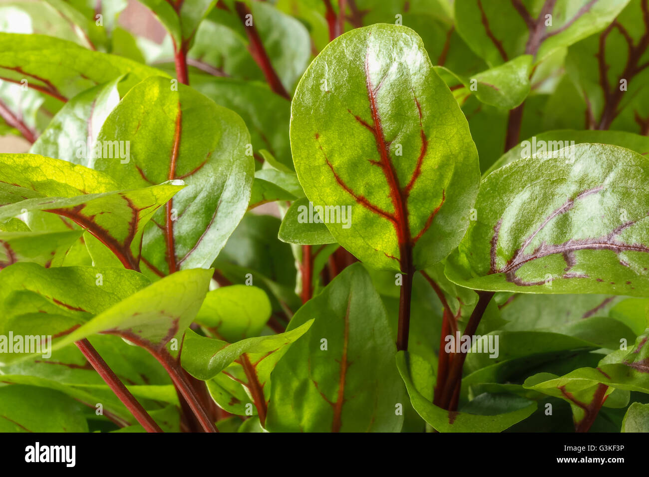 Sorrel Leaves Closeup Stock Photo - Alamy