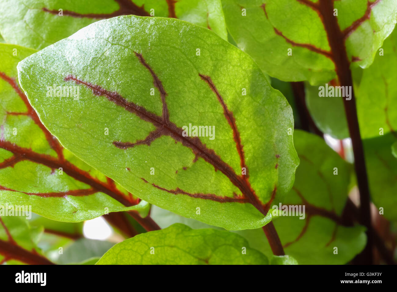 Sorrel hi-res stock photography and images - Alamy