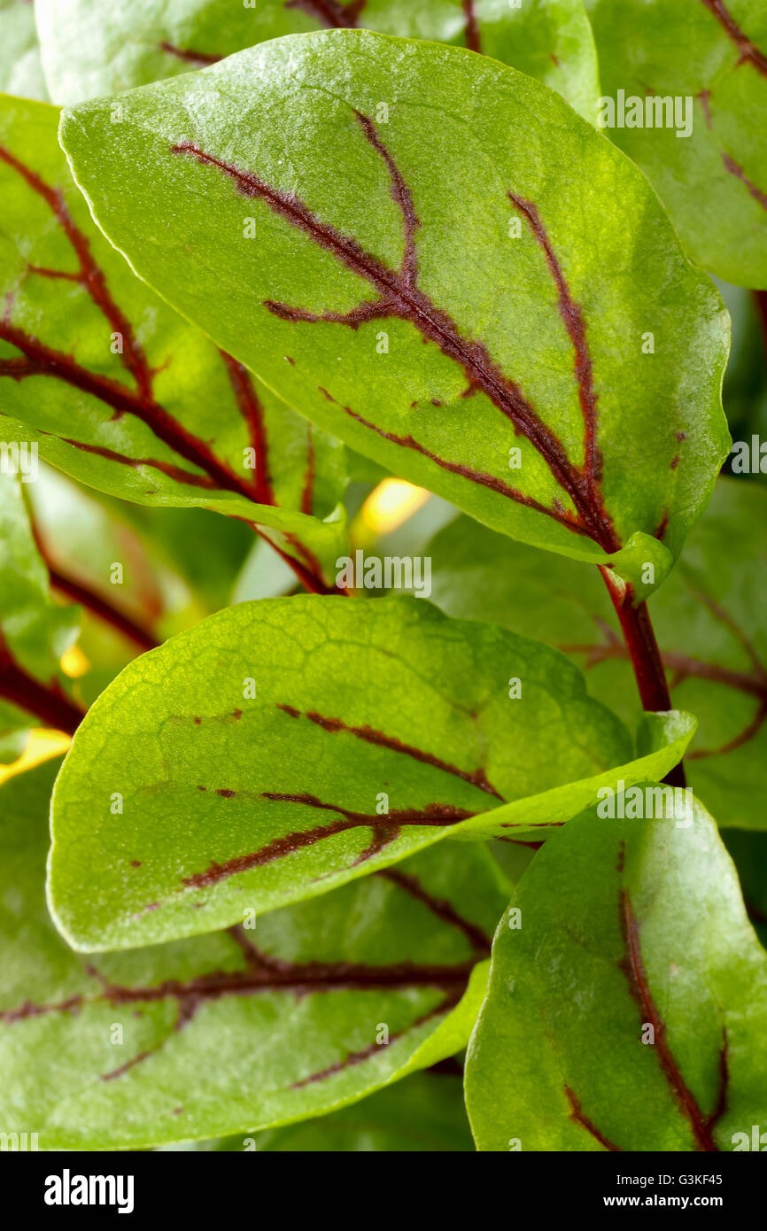 Sorrel Leaves Closeup 3 Stock Photo - Alamy