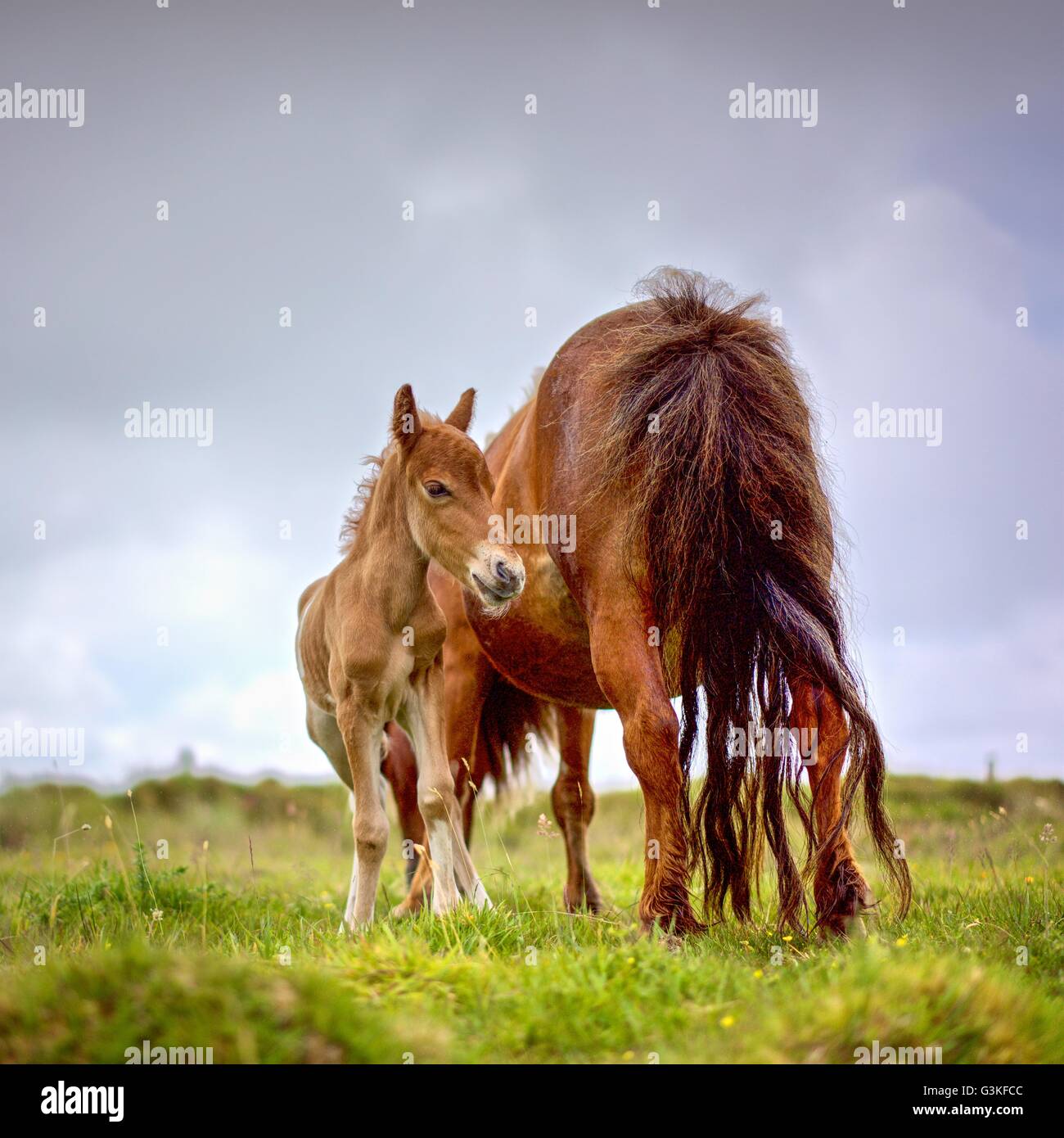 A single chestnut brown Shetland Pony Mare with her tiny foal in a ...
