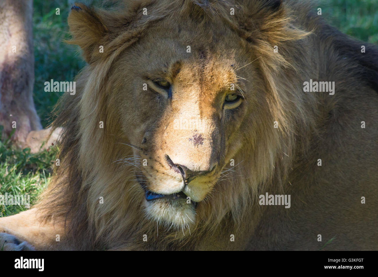 The African Lion is the top predator in the African wild Stock Photo ...