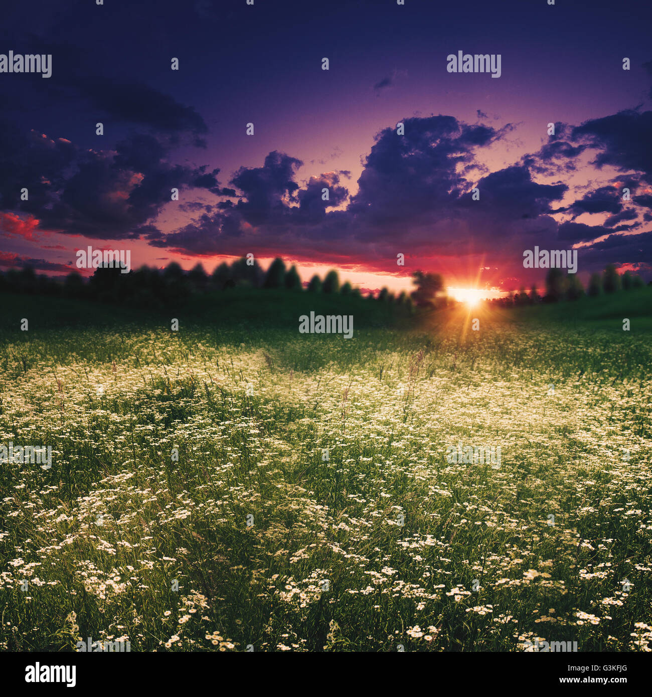 Summer meadow on the dusk, abstract natural backgrounds Stock Photo - Alamy