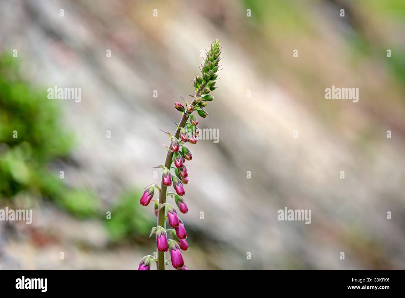 Foxglove stem background hi-res stock photography and images - Alamy