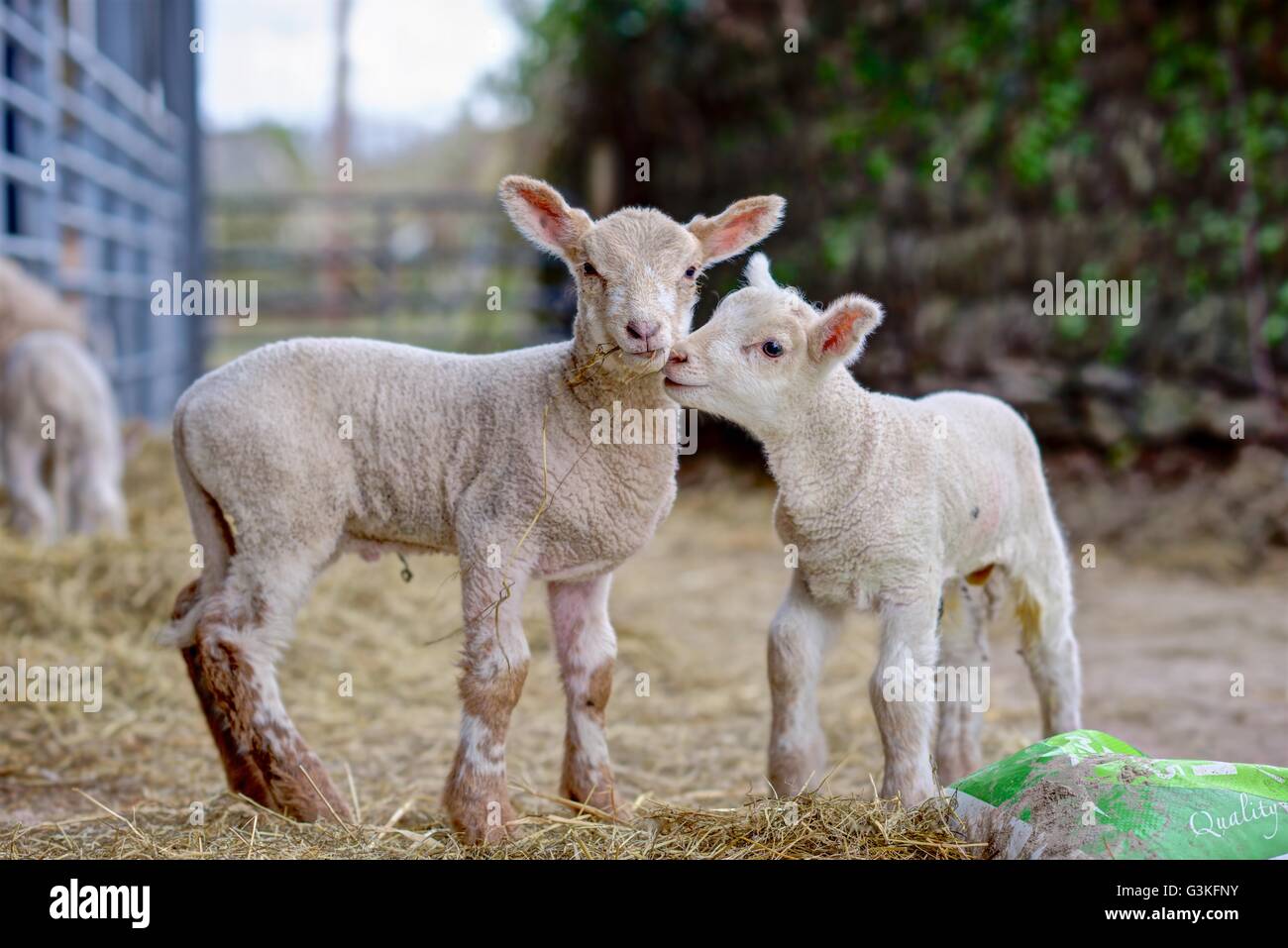 Typical spring scene hi-res stock photography and images - Alamy