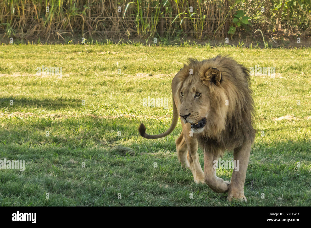 Top predator hi-res stock photography and images - Alamy