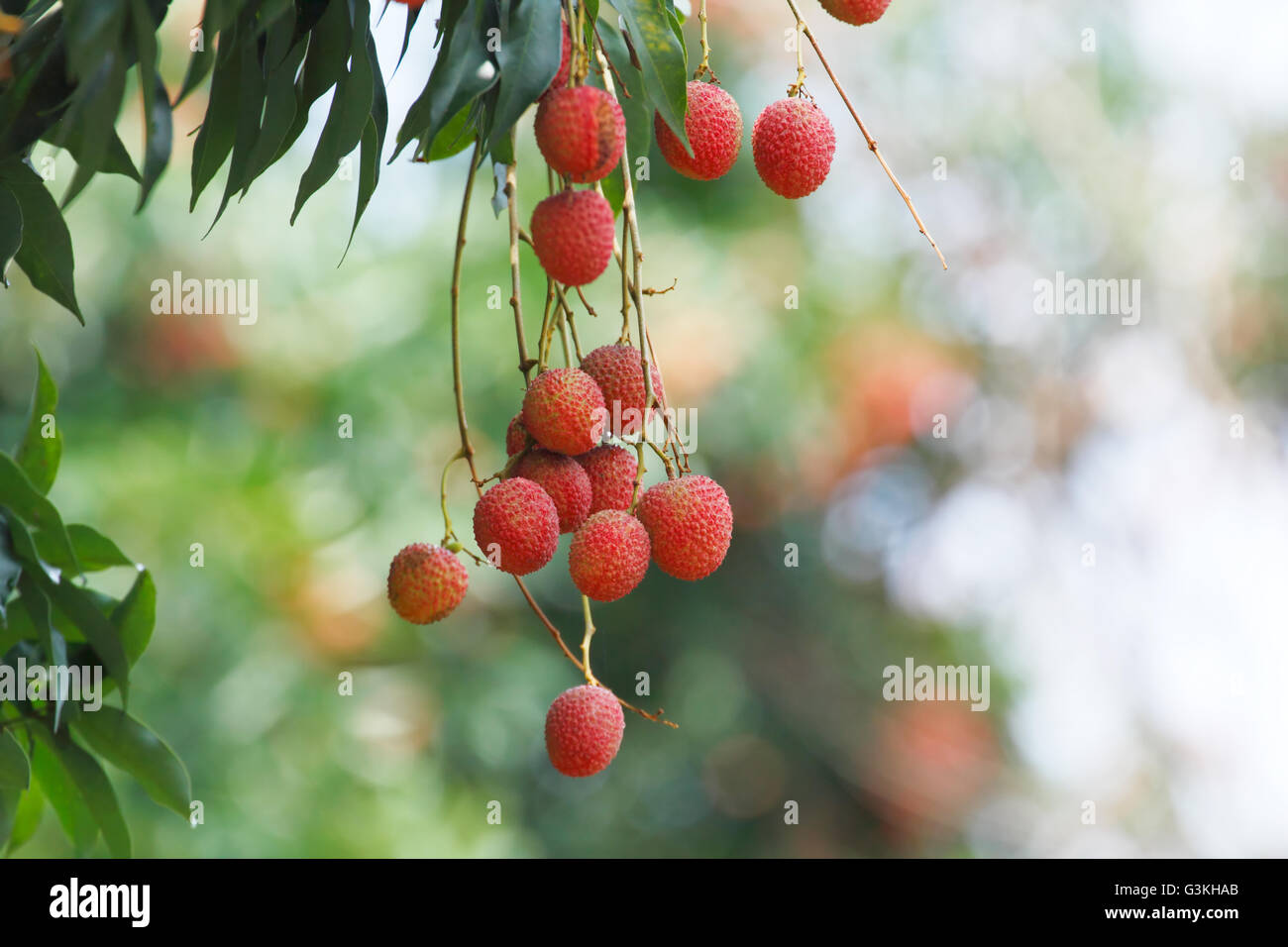 Lychee chinensis hi-res stock photography and images - Alamy