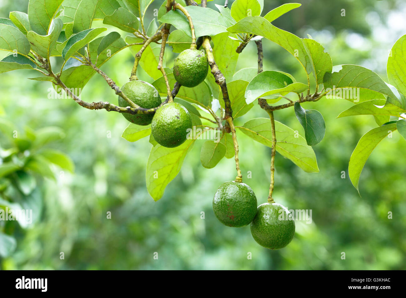 Fruit of the persea hi-res stock photography and images - Alamy