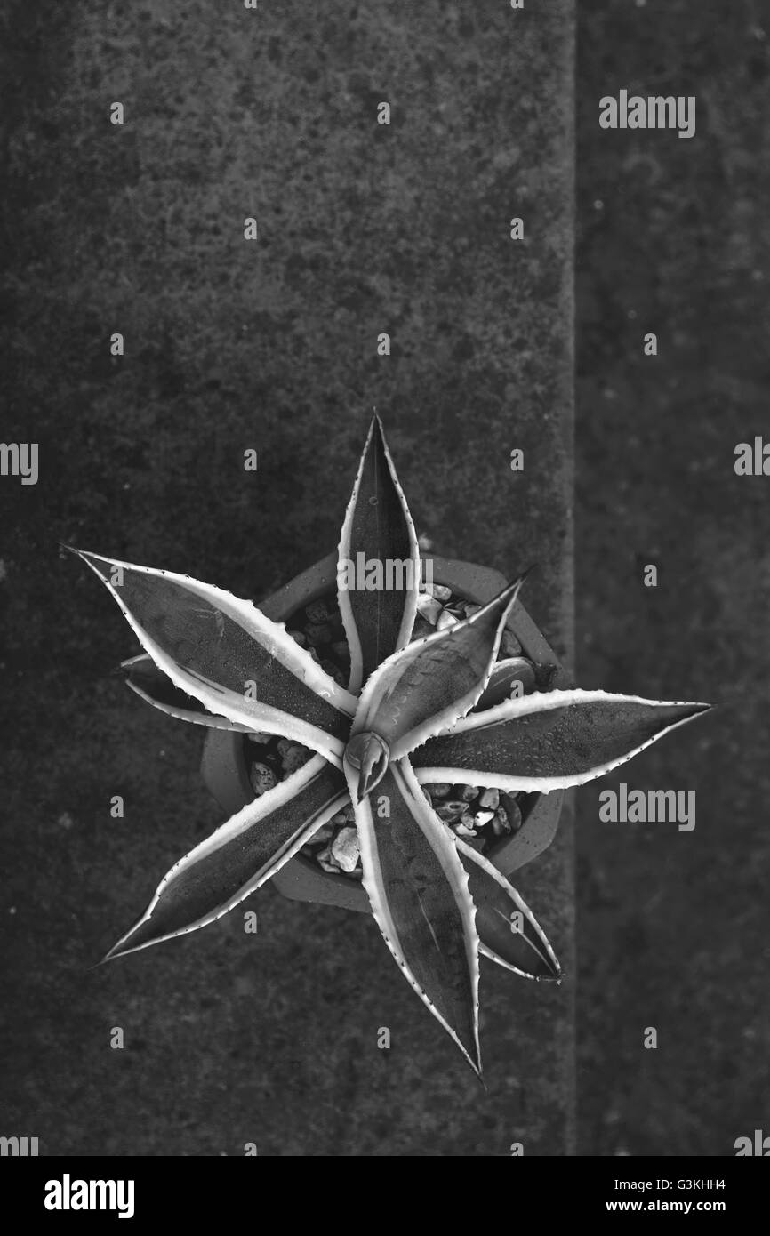 Small plant pot Black and White Stock Photos & Images - Alamy