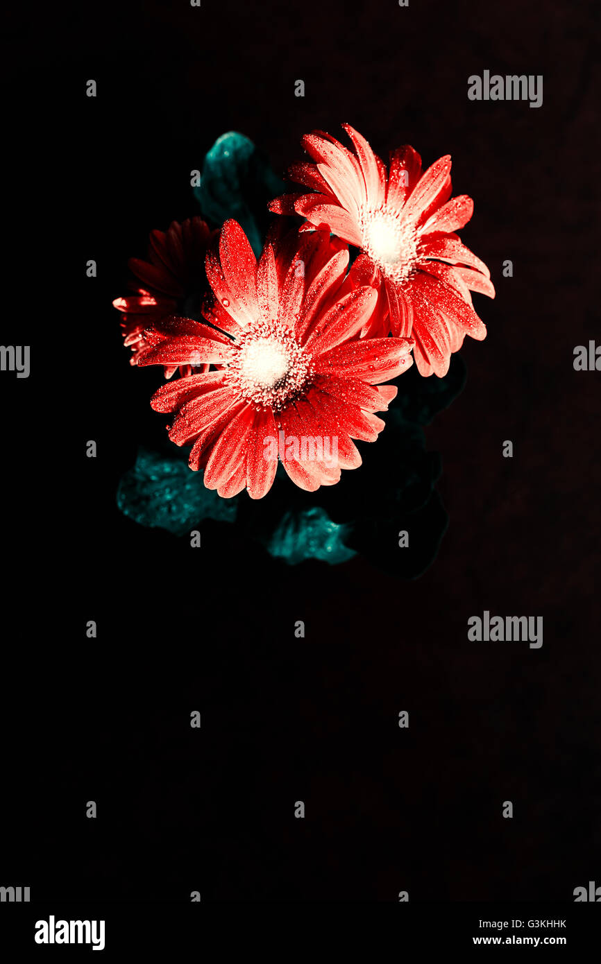 Isolated tacky flowers Stock Photo - Alamy