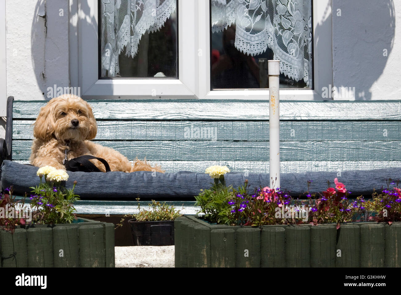 Dogs laying on a wooden bench hi-res stock photography and images - Alamy
