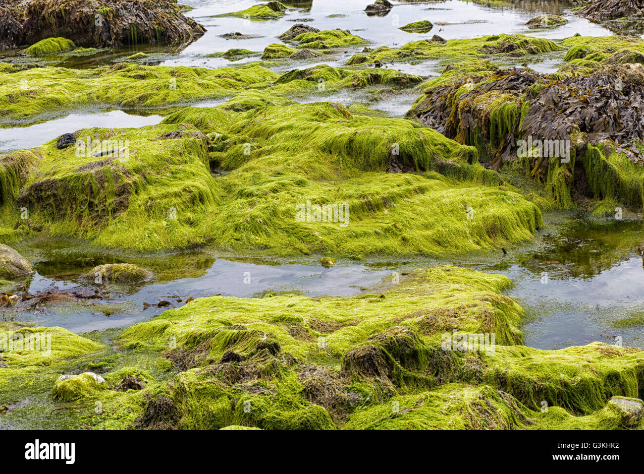 green seaweed covered rocks Stock Photo - Alamy