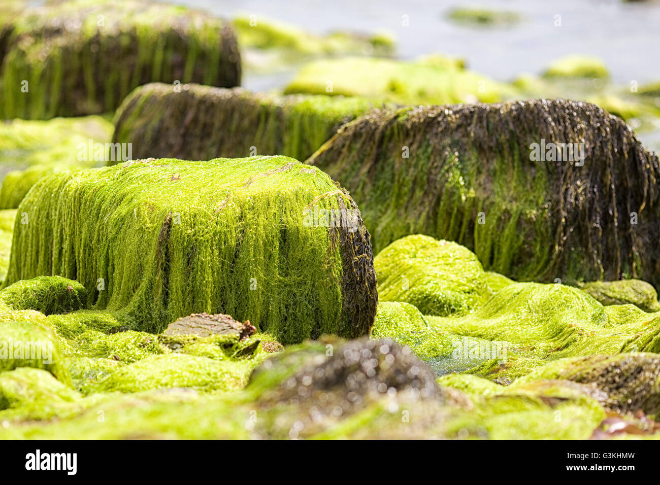 green seaweed covered rocks Stock Photo - Alamy
