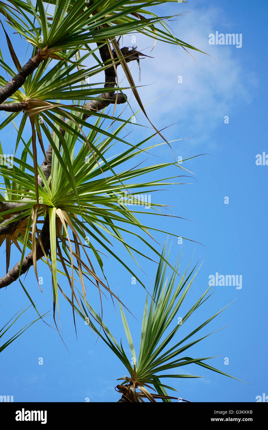 Pandanus tree with bright blue sky background Stock Photo - Alamy