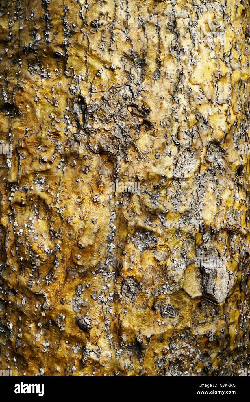 Australian native tree hi-res stock photography and images - Alamy