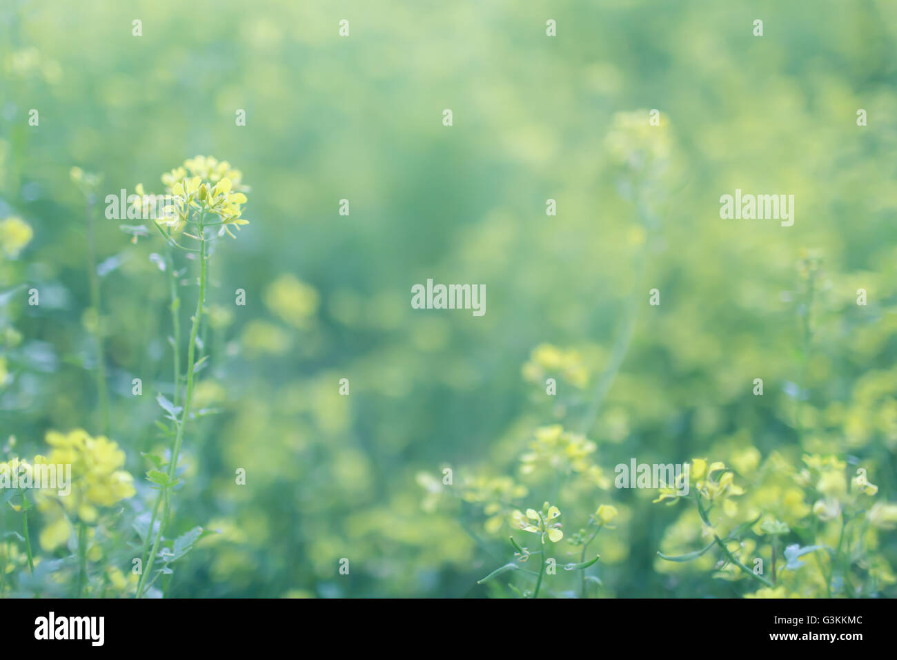 Yellow cabbage flowers background, copy space Stock Photo - Alamy