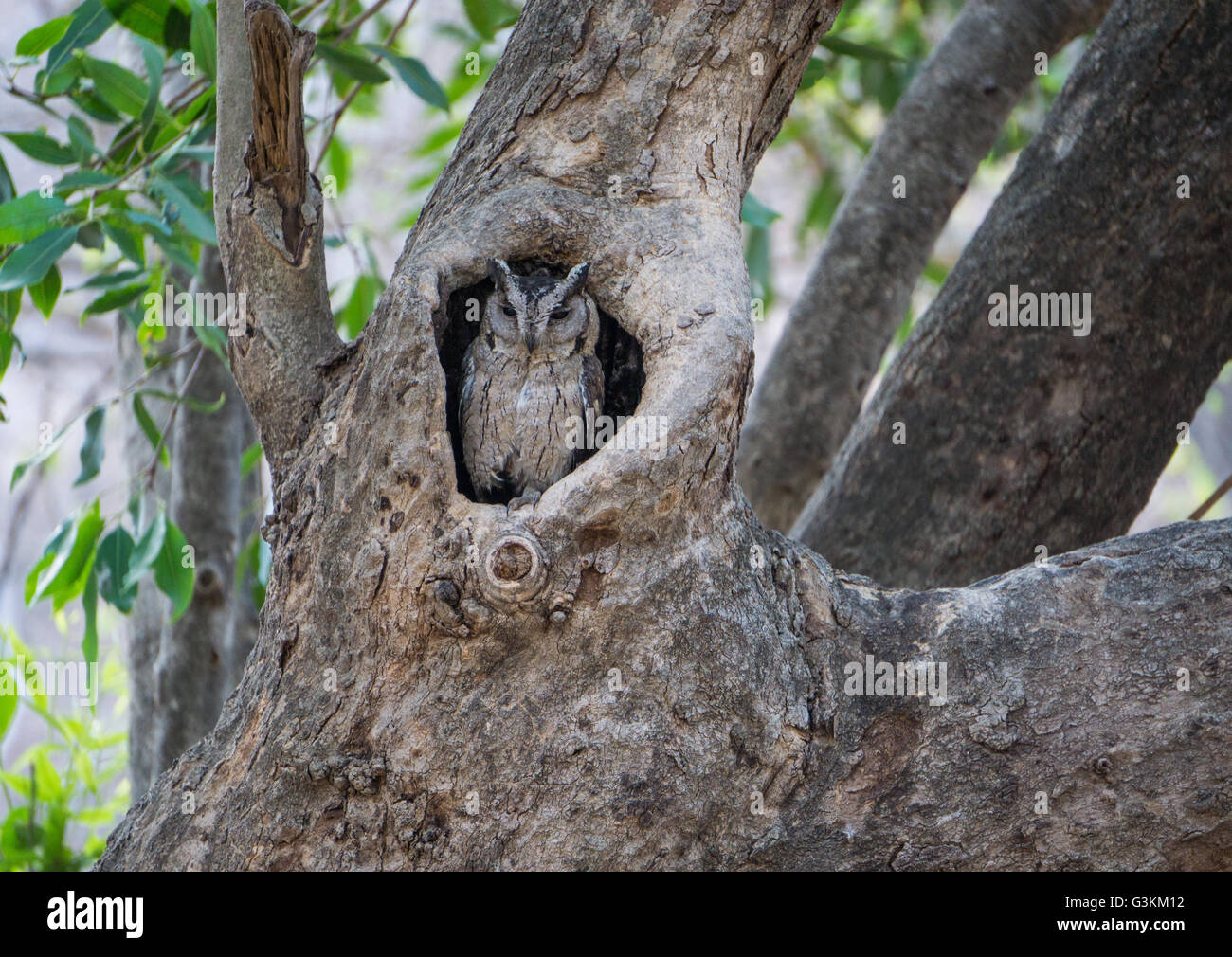 Owl house tree hi-res stock photography and images - Alamy