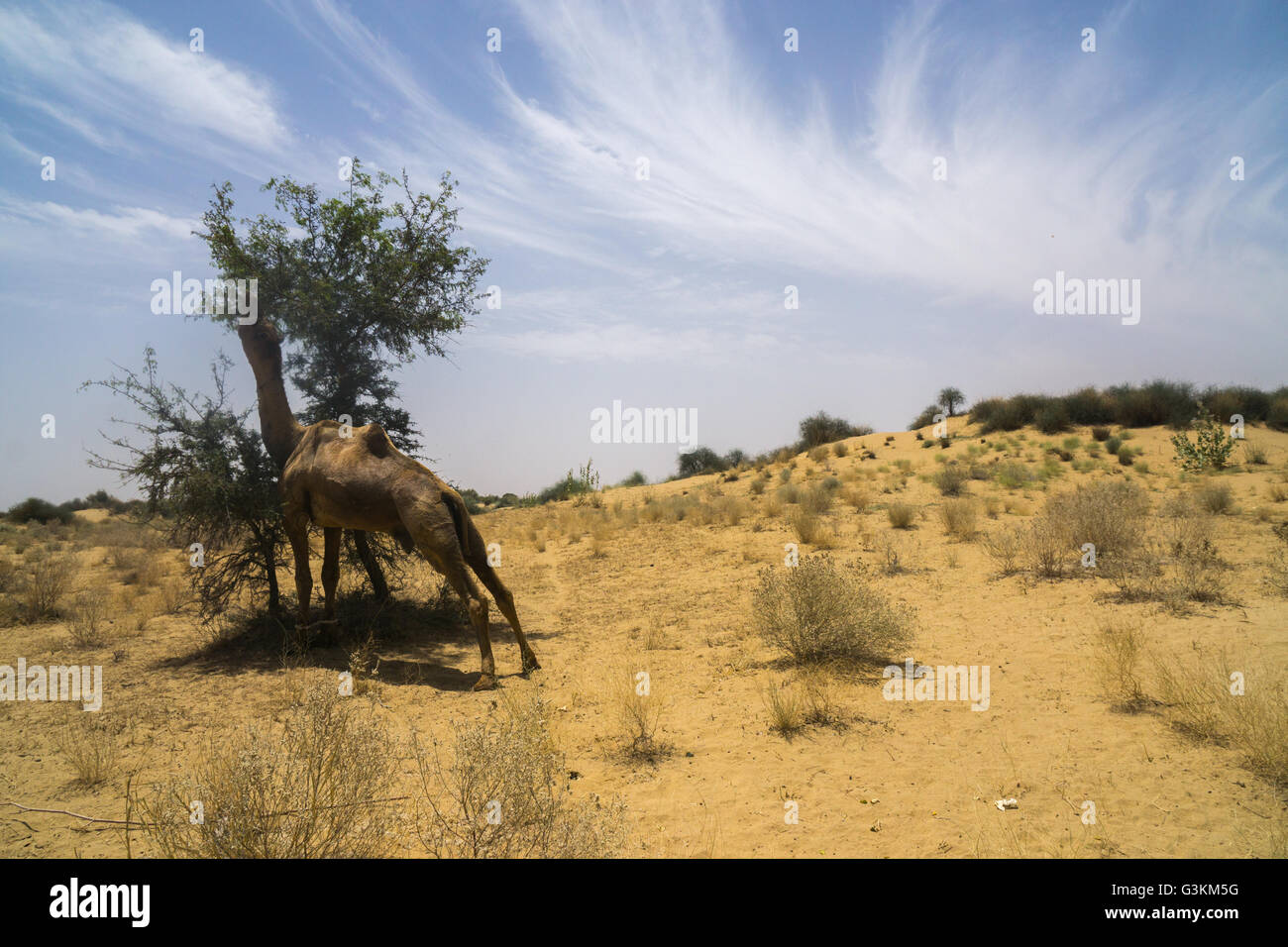 Thar Desert Plants And Animals