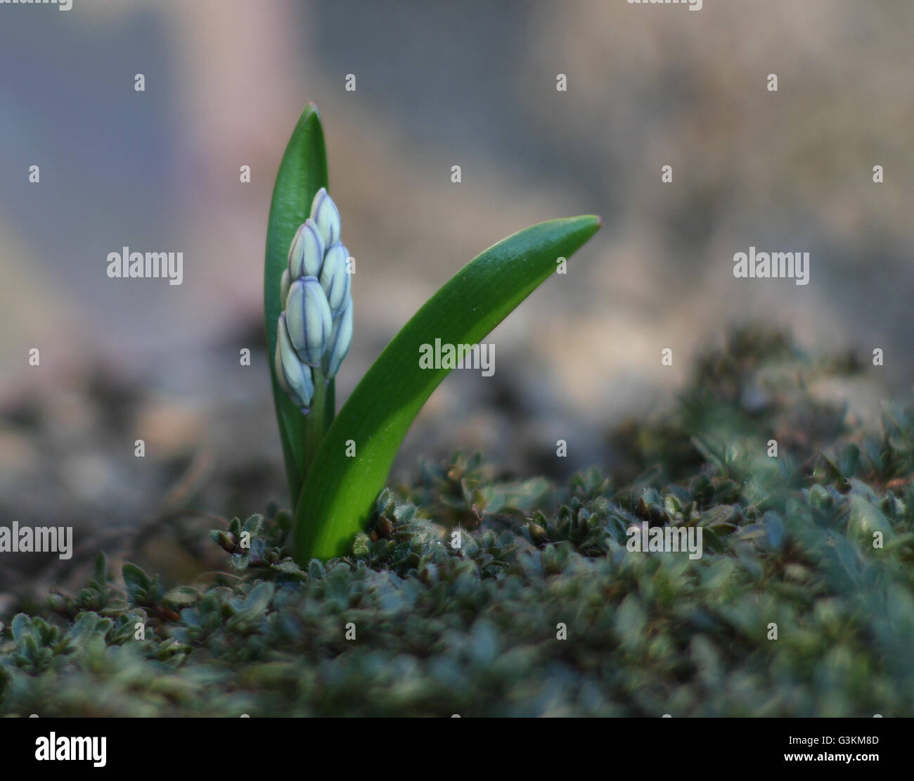 Puschkinia libanotica flower hi-res stock photography and images - Alamy