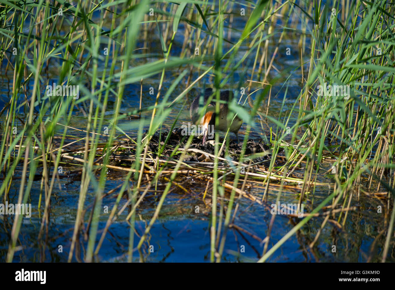 Brooding bird hi-res stock photography and images - Alamy