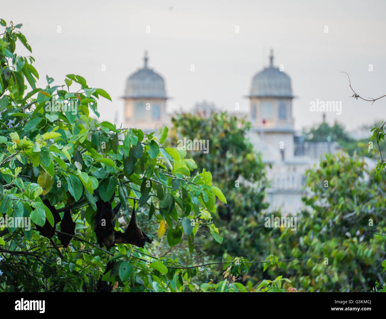 Bats in india hi-res stock photography and images - Alamy