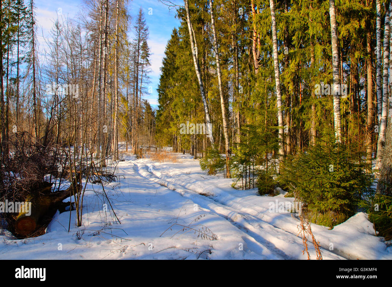 Spring forest landscape hi-res stock photography and images - Alamy