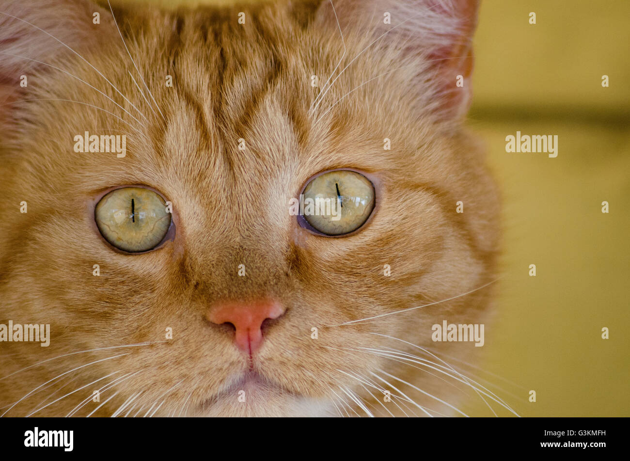 Cat pet close up outdoor posing carefully look into the lens Stock ...