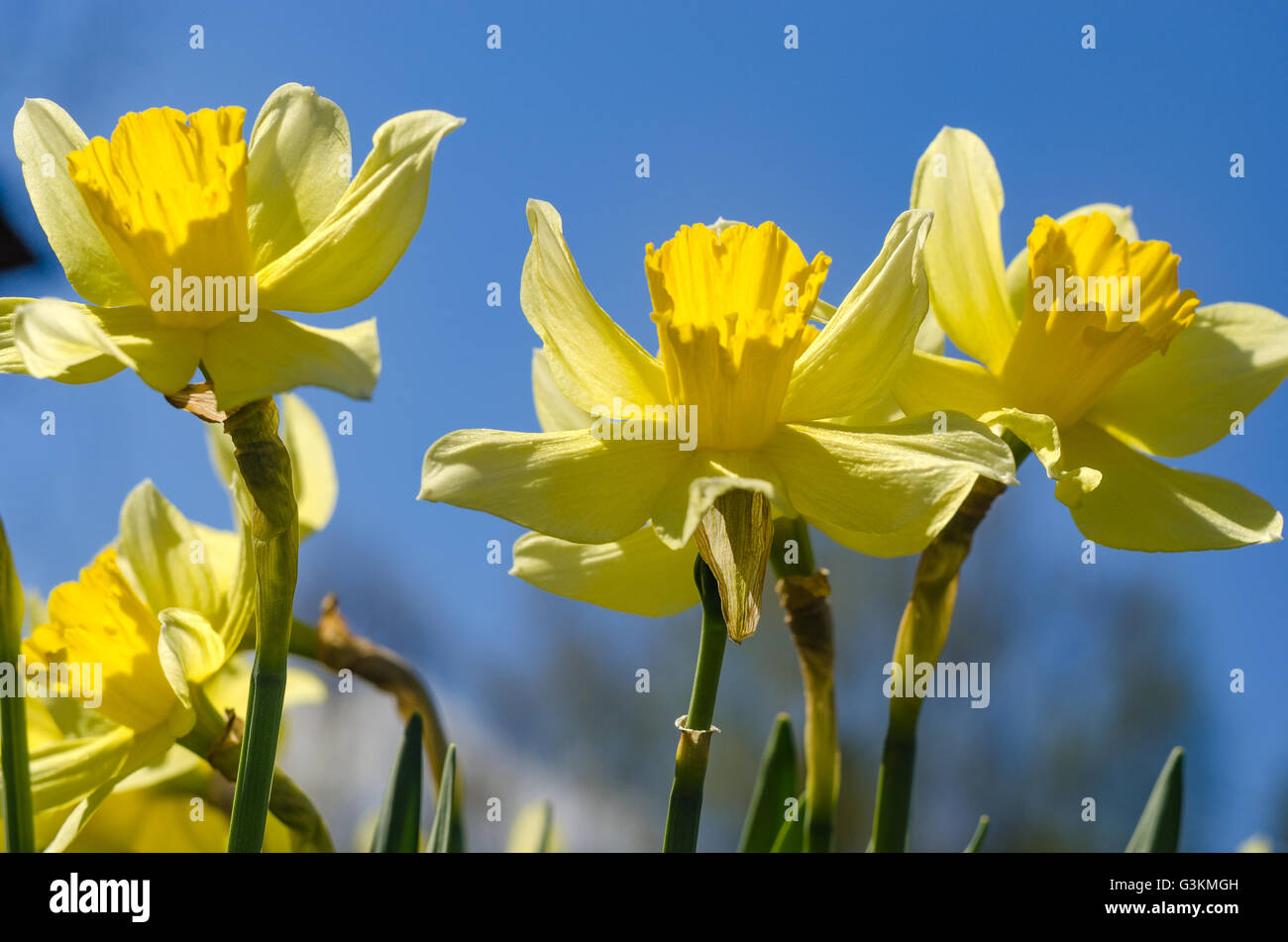Daffodil blooms in the garden filmed in close-up Stock Photo - Alamy