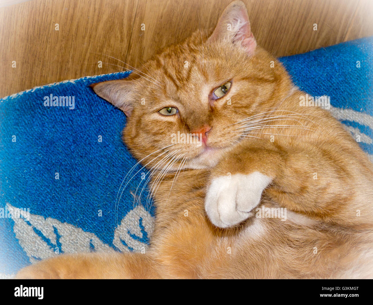 Funny domestic cat playing home hi-res stock photography and images - Alamy