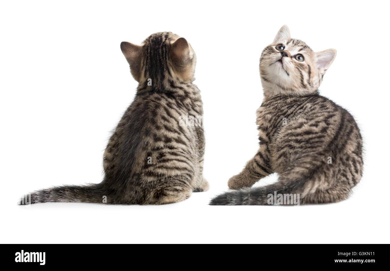 Cat back and side view. Kitten sitting isolated on white Stock Photo ...