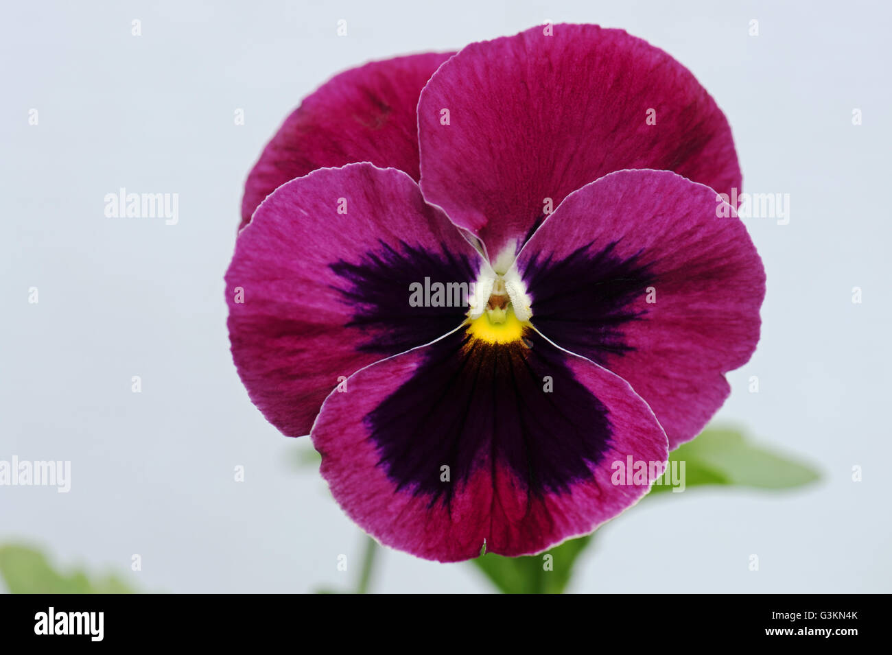 The lovely maroon and black faces of Viola x wittrockiana, commonly ...