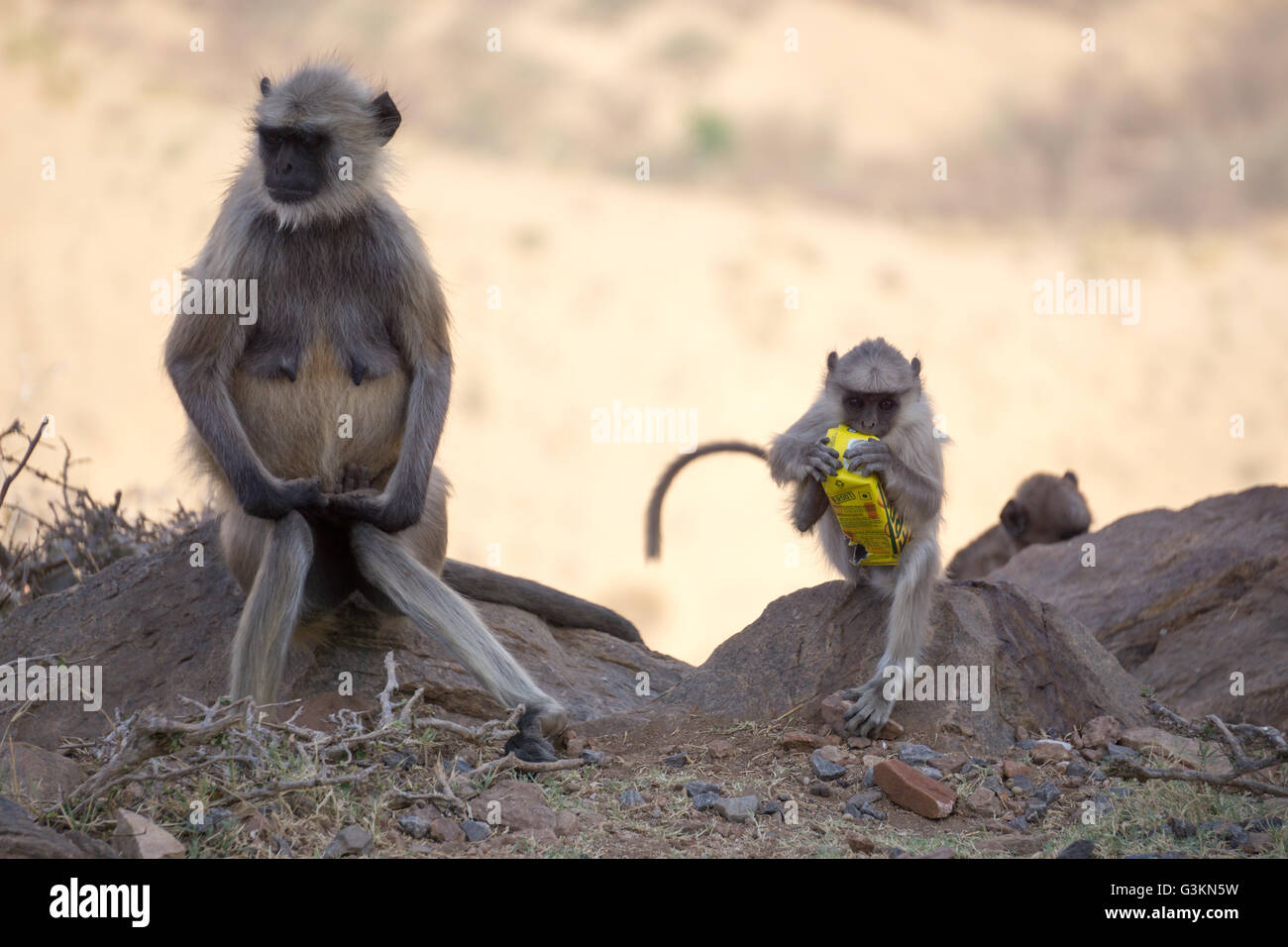 Garbage monkey hi-res stock photography and images - Alamy