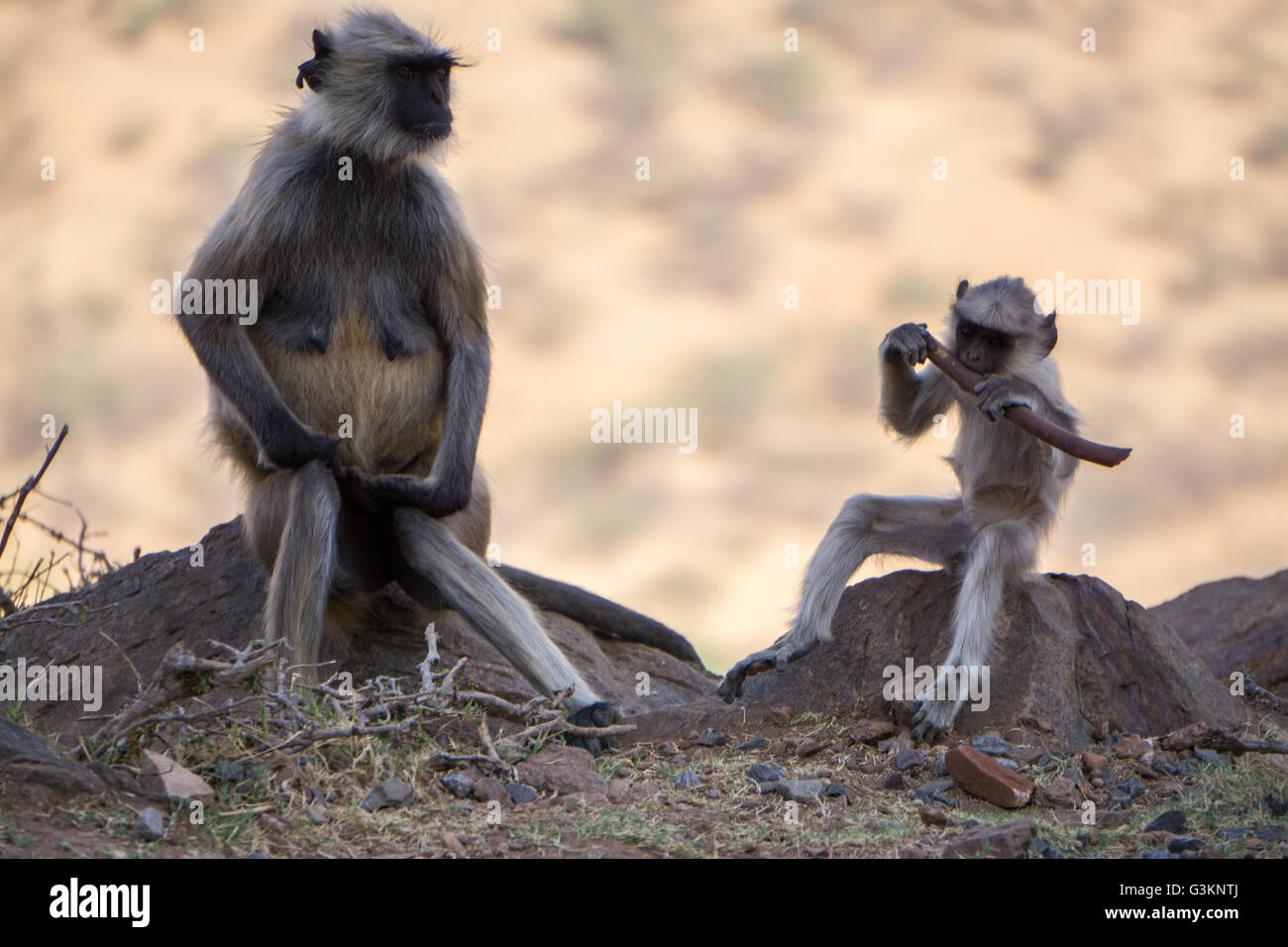 Monkey With Stick High Resolution Stock Photography and Images - Alamy