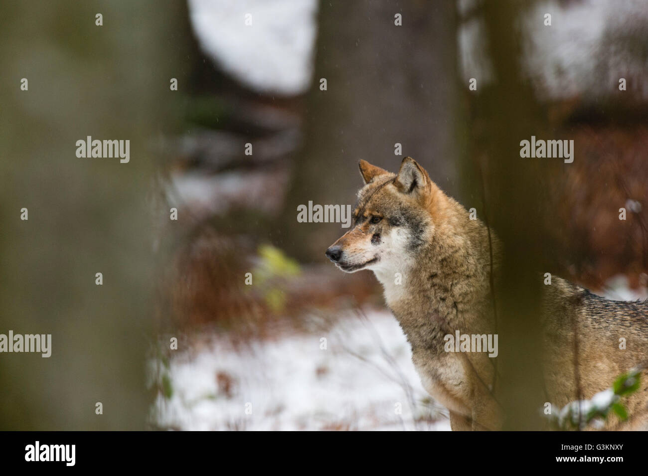 Grey wolf hi-res stock photography and images - Alamy