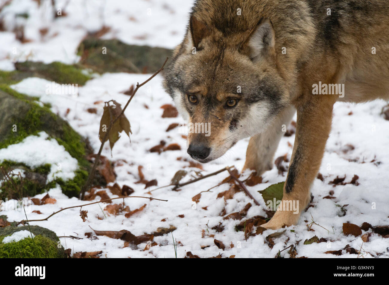 Grey wolf (Canis lupus) snow covered land, Bavarian forest national ...