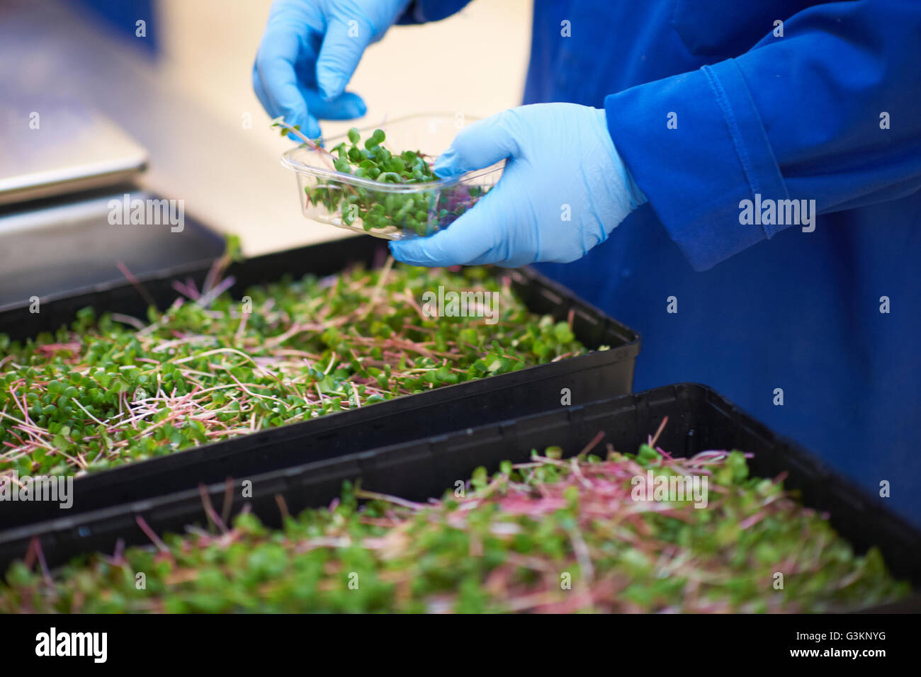 Cropped view of workers hands, wearing latex gloves packaging ...