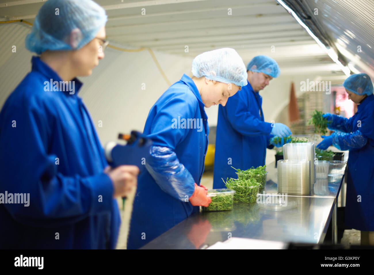 Food production line vegetables hi-res stock photography and images - Alamy