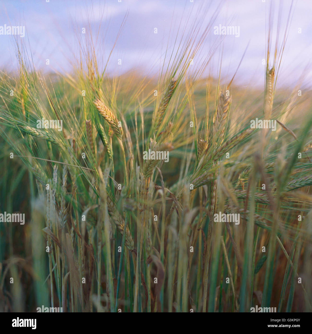 Wheat field, close-up Stock Photo - Alamy