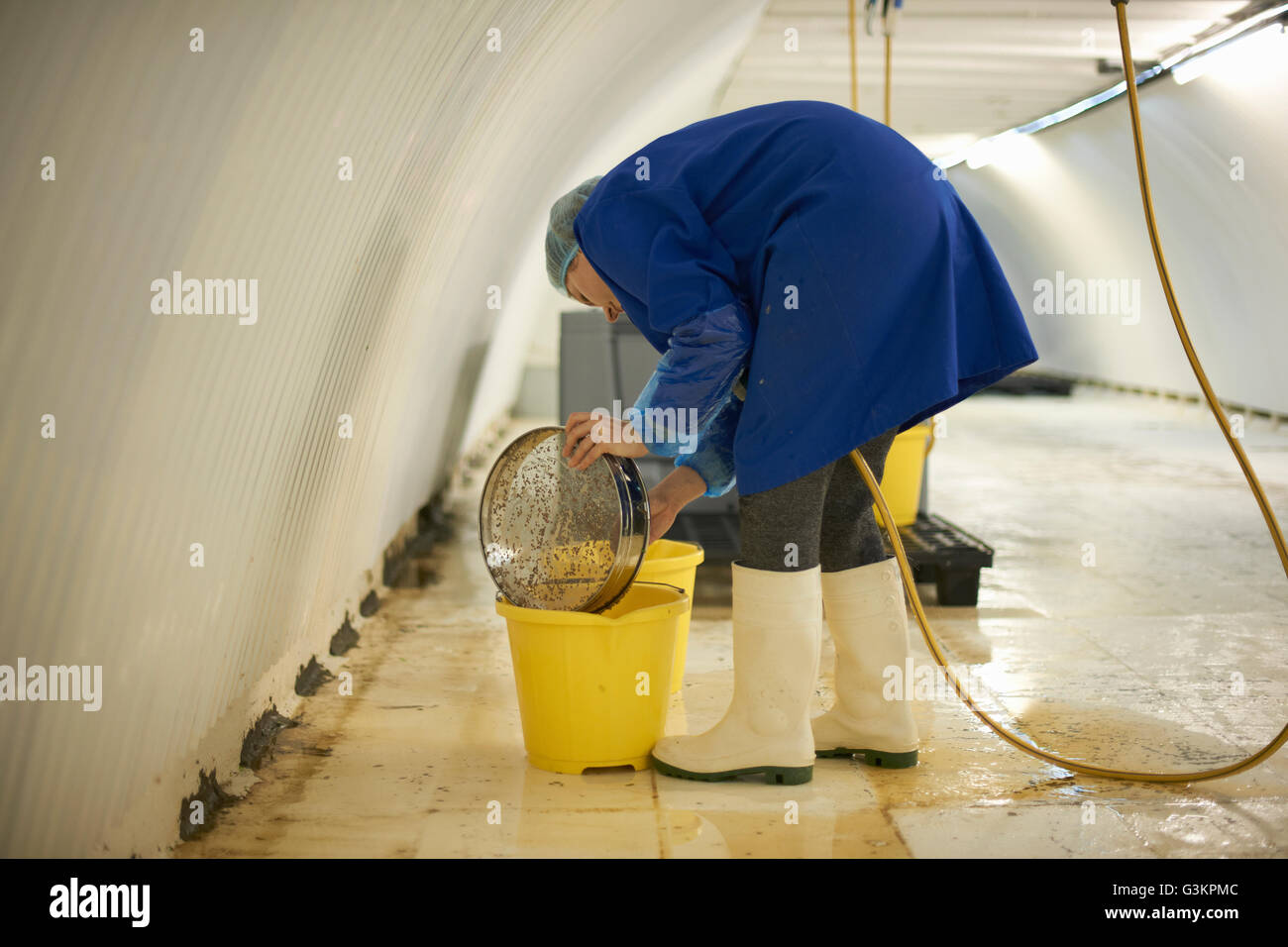 Female worker cleaning equipment in underground tunnel nursery, London ...