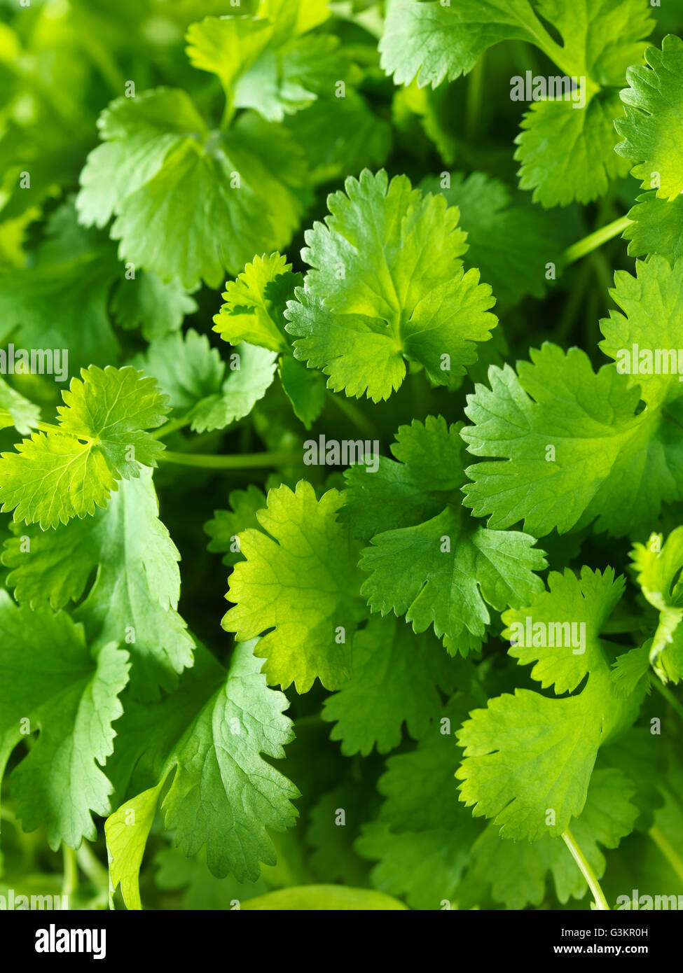 Full of coriander hi-res stock photography and images - Alamy